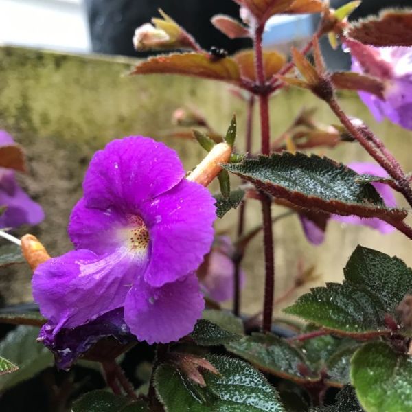 Achimenes grandiflora | Hot water plant - Green Cover Initiative