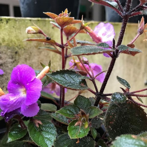 Achimenes grandiflora | Hot water plant - Green Cover Initiative