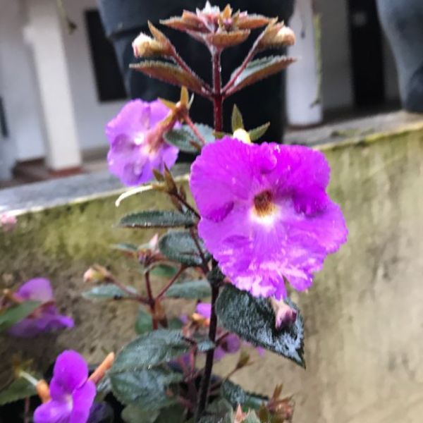 Achimenes grandiflora | Hot water plant - Green Cover Initiative