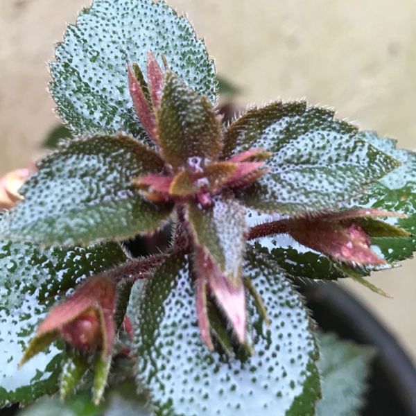 Achimenes grandiflora | Hot water plant - Green Cover Initiative