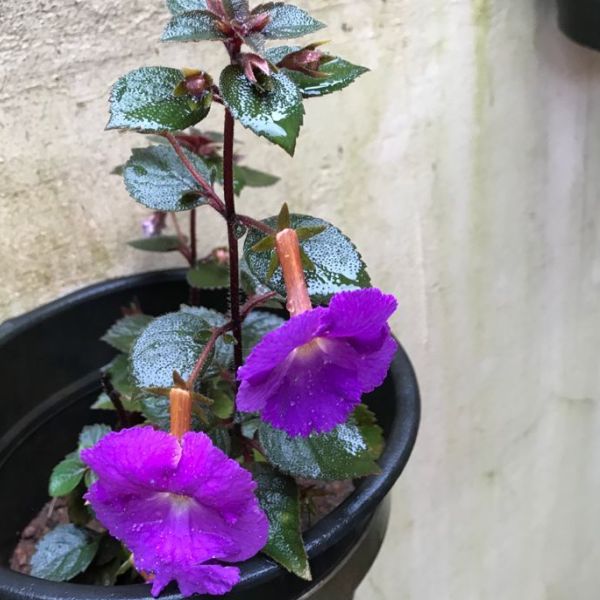 Achimenes grandiflora | Hot water plant - Green Cover Initiative