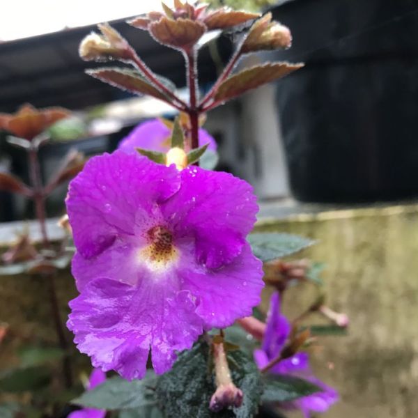 Achimenes grandiflora | Hot water plant - Green Cover Initiative