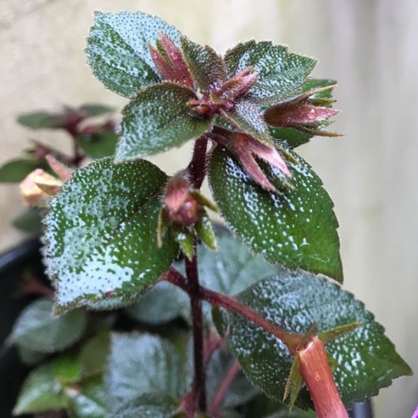 Achimenes grandiflora | Hot water plant - Green Cover Initiative