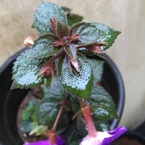 Achimenes grandiflora | Hot water plant - Green Cover Initiative