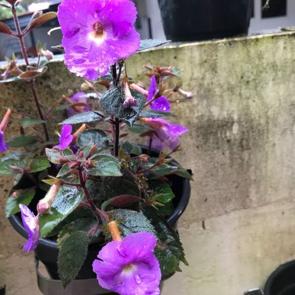 Achimenes grandiflora | Hot water plant - Green Cover Initiative