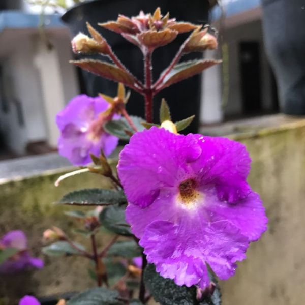 Achimenes grandiflora | Hot water plant - Green Cover Initiative