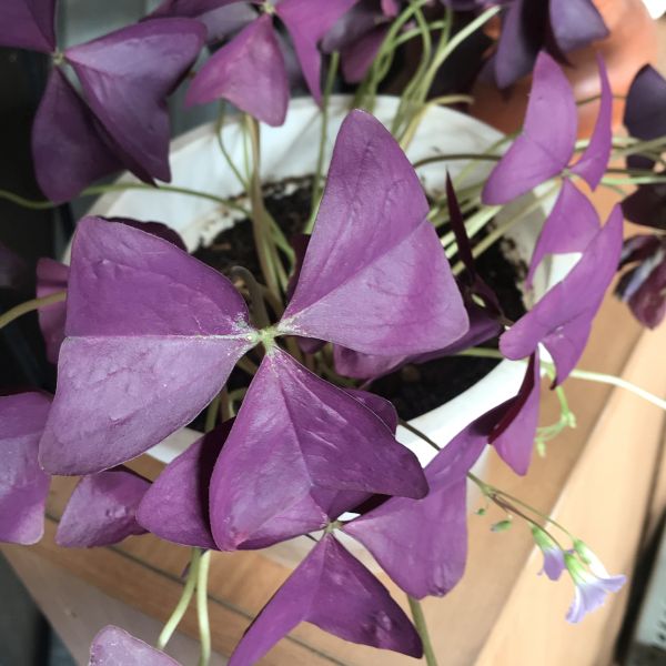 Oxalis triangularis | False shamrock - Garden plant - Green Cover ...