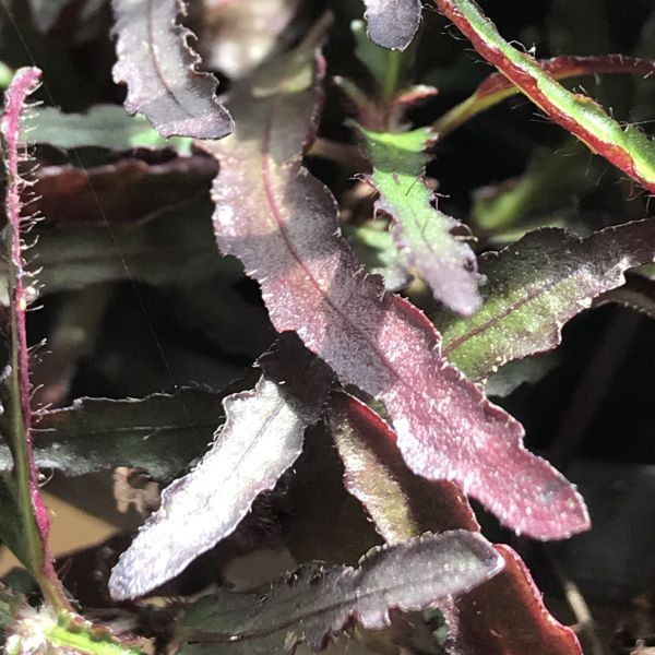 Hemigraphis repanda | Dragon's Tongue - Green Cover Initiative