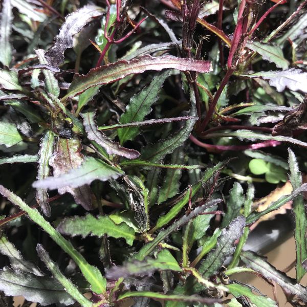 Hemigraphis repanda | Dragon's Tongue - Green Cover Initiative