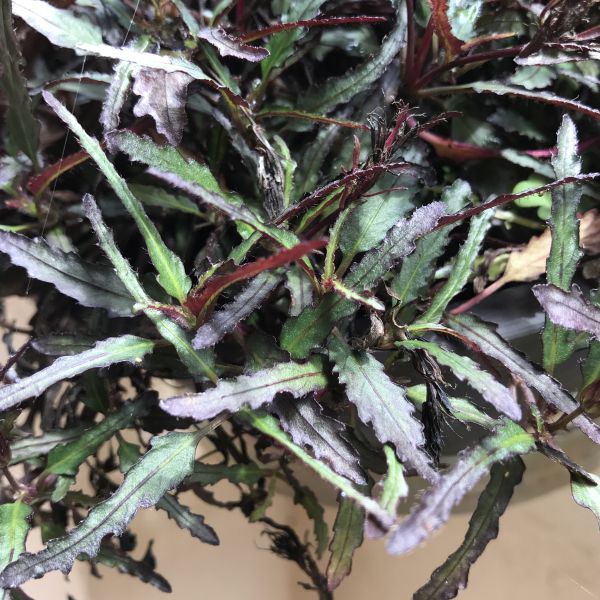 Hemigraphis repanda | Dragon's Tongue - Green Cover Initiative