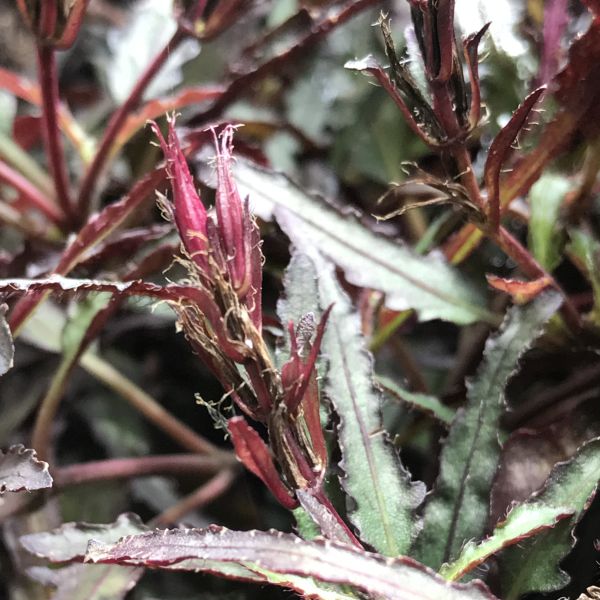 Hemigraphis repanda | Dragon's Tongue - Green Cover Initiative