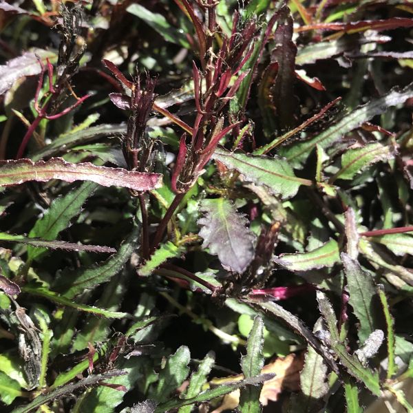 Hemigraphis repanda | Dragon's Tongue - Green Cover Initiative