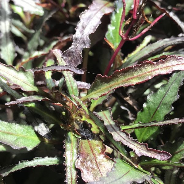 Hemigraphis repanda | Dragon's Tongue - Green Cover Initiative