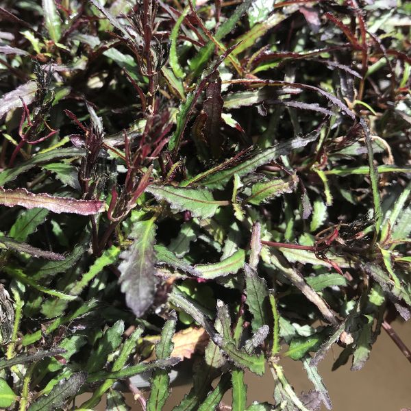 Hemigraphis repanda | Dragon's Tongue - Green Cover Initiative