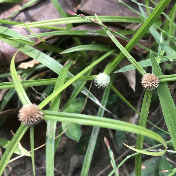 Kyllinga nemoralis | White Kyllinga - Wild plants from India - GCI