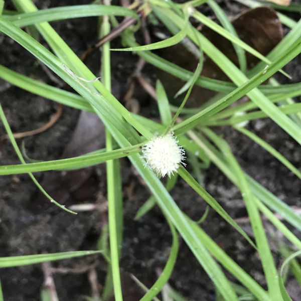 Kyllinga nemoralis | White Kyllinga - Wild plants from India - GCI