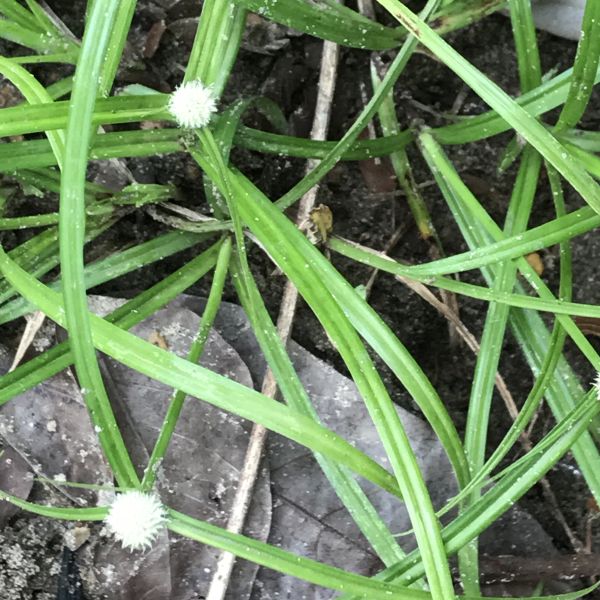 Kyllinga nemoralis | White Kyllinga - Wild plants from India - GCI