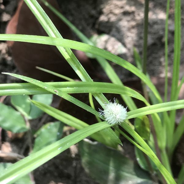 Kyllinga nemoralis | White Kyllinga - Wild plants from India - GCI