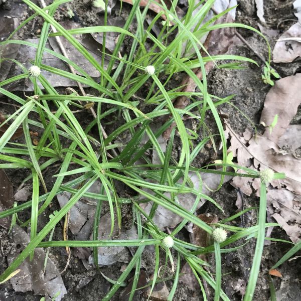 Kyllinga nemoralis | White Kyllinga - Wild plants from India - GCI