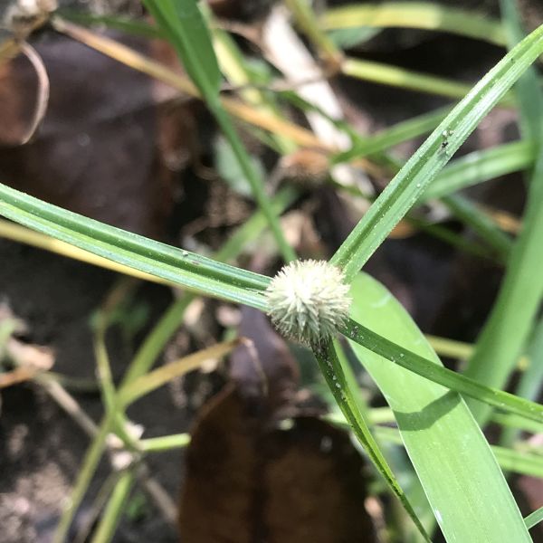 Kyllinga nemoralis | White Kyllinga - Wild plants from India - GCI