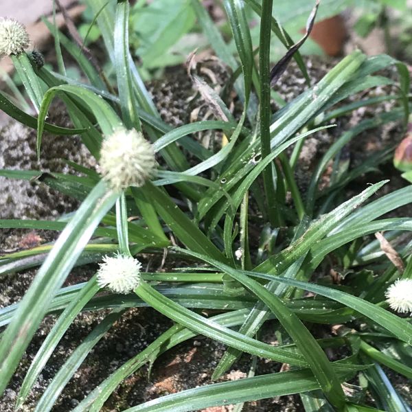 Kyllinga nemoralis | White Kyllinga - Wild plants from India - GCI