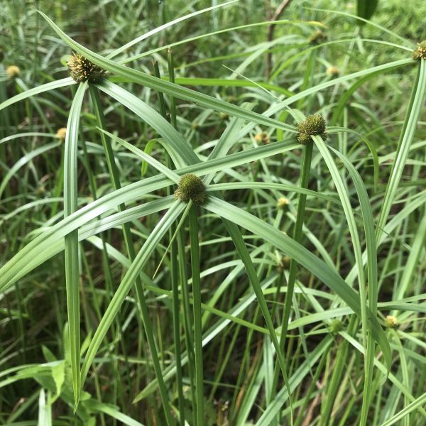 Kyllinga polyphylla | Greater Kyllinga - Green Cover Initiative