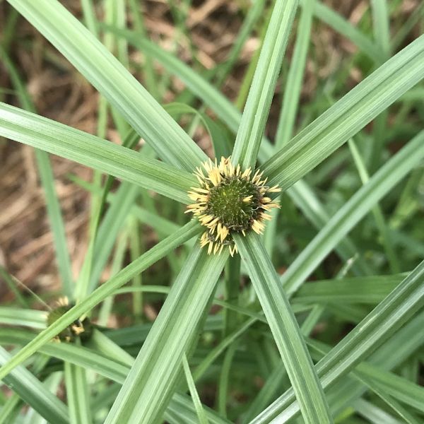 Kyllinga polyphylla | Greater Kyllinga - Green Cover Initiative