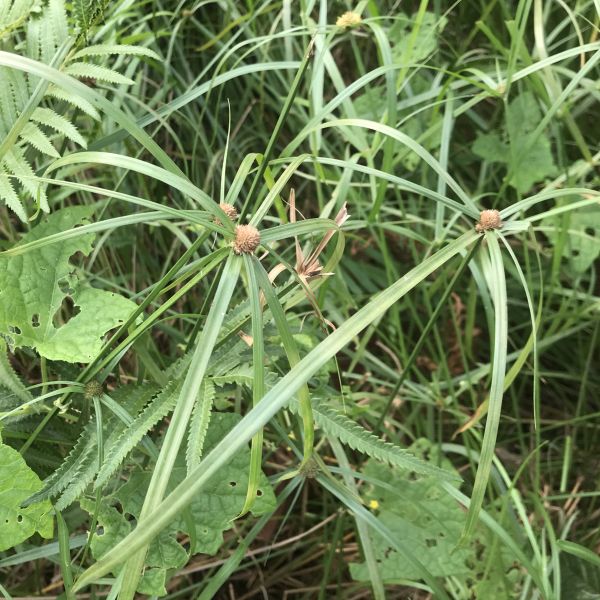 Kyllinga polyphylla | Greater Kyllinga - Green Cover Initiative