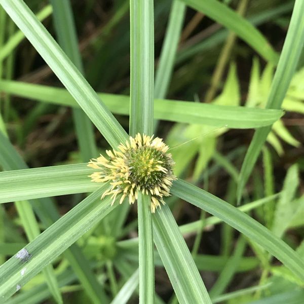 Kyllinga polyphylla | Greater Kyllinga - Green Cover Initiative