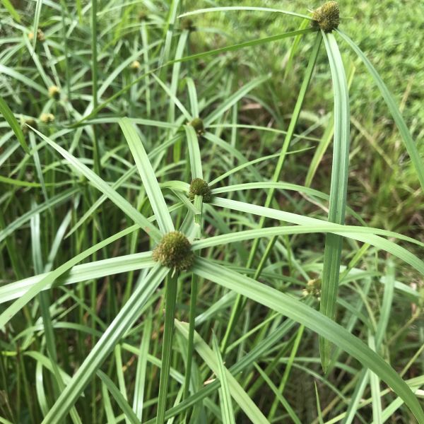 Kyllinga polyphylla | Greater Kyllinga - Green Cover Initiative