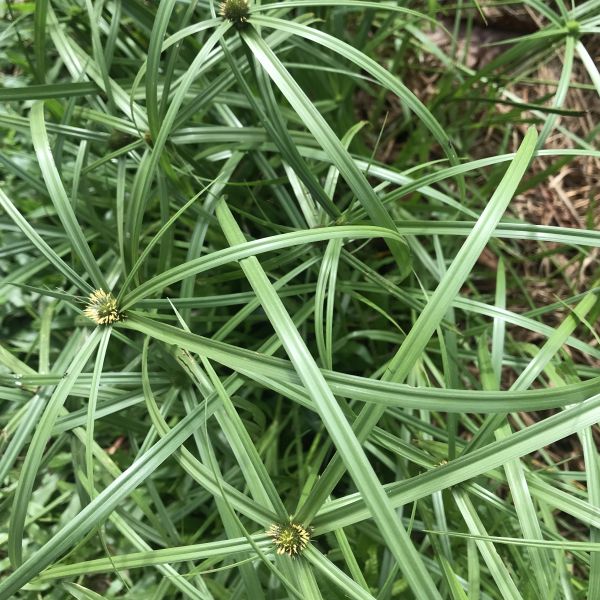 Kyllinga polyphylla | Greater Kyllinga - Green Cover Initiative