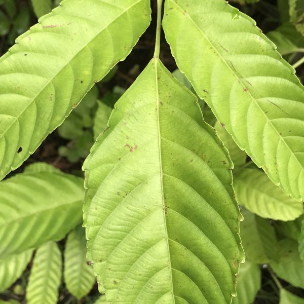 Leea indica | Bandicoot berry - Wild plants - Green Cover Initiative