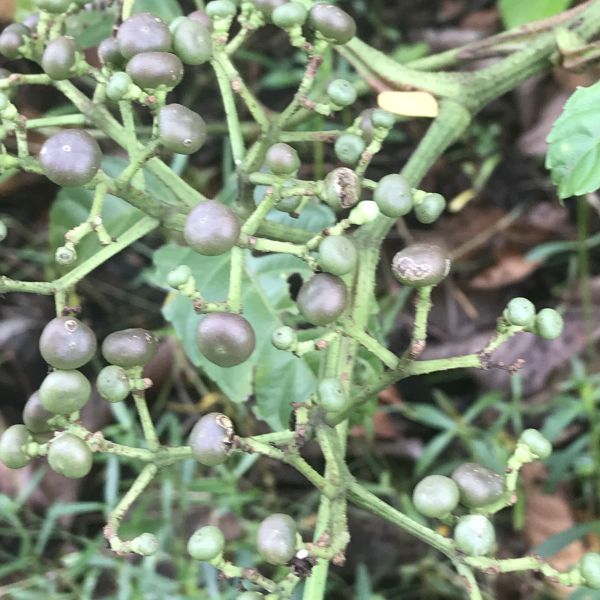 Leea indica | Bandicoot berry - Wild plants - Green Cover Initiative