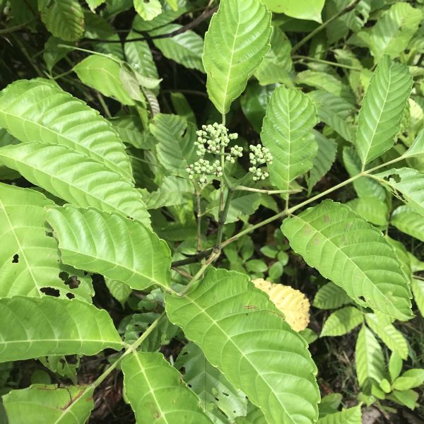 Leea indica | Bandicoot berry - Wild plants - Green Cover Initiative