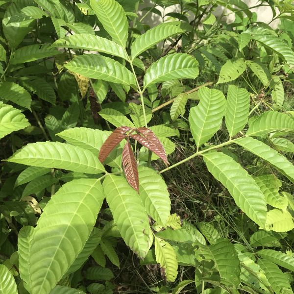 Leea indica | Bandicoot berry - Wild plants - Green Cover Initiative