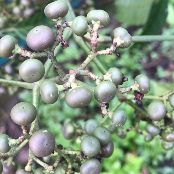 Leea indica | Bandicoot berry - Wild plants - Green Cover Initiative