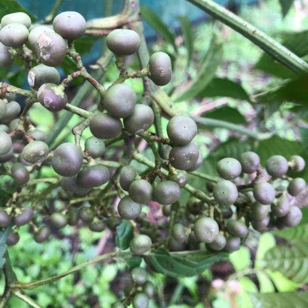 Leea indica | Bandicoot berry - Wild plants - Green Cover Initiative