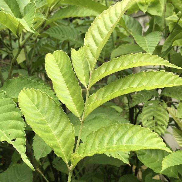 Leea indica | Bandicoot berry - Wild plants - Green Cover Initiative