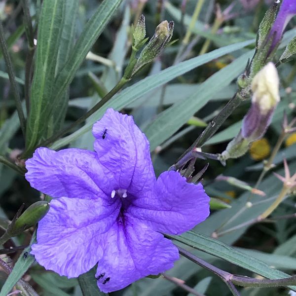 Ruellia simplex | Mexican petunia - Green Cover Initiative