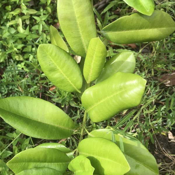 Pimenta dioica | Allspice | Myrtle pepper - Green Cover Initiative