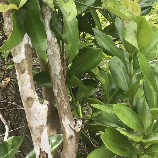 Pimenta dioica | Allspice | Myrtle pepper - Green Cover Initiative