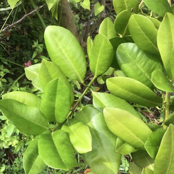 Pimenta dioica | Allspice | Myrtle pepper - Green Cover Initiative