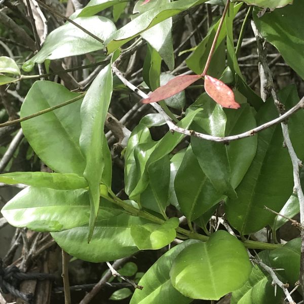 Pimenta dioica | Allspice | Myrtle pepper - Green Cover Initiative