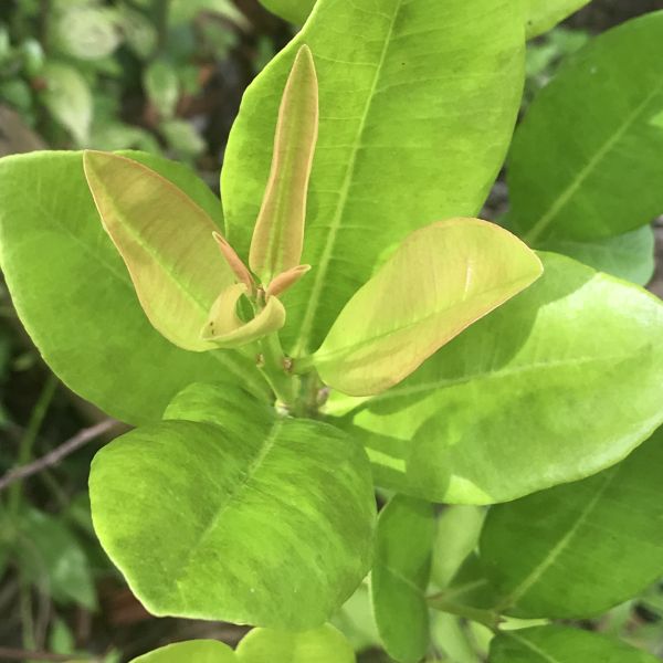 Pimenta dioica | Allspice | Myrtle pepper - Green Cover Initiative