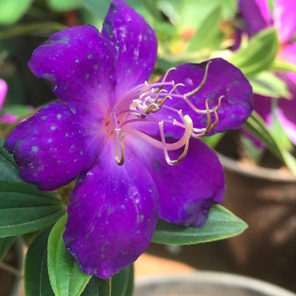 Tibouchina urvilleana | Princess flower | Glory Bush - Plant catalog