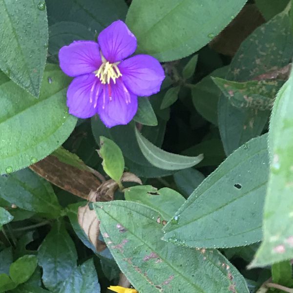 Tibouchina urvilleana | Princess flower | Glory Bush - Plant catalog
