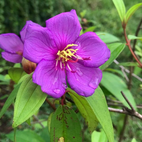 Tibouchina urvilleana | Princess flower | Glory Bush - Plant catalog