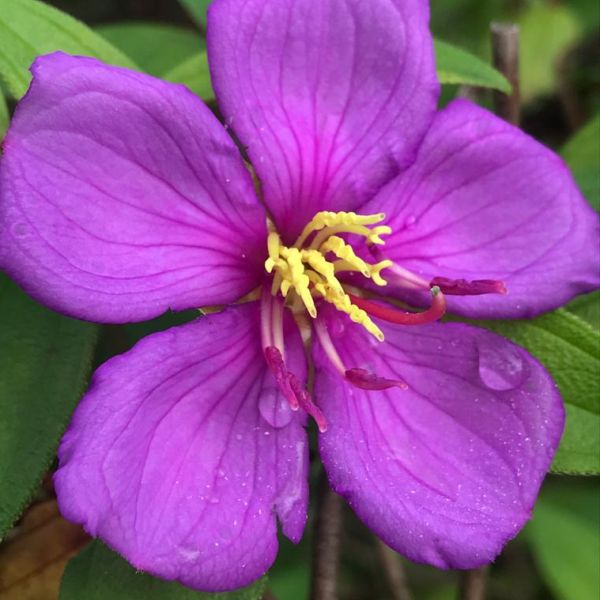 Tibouchina urvilleana | Princess flower | Glory Bush - Plant catalog