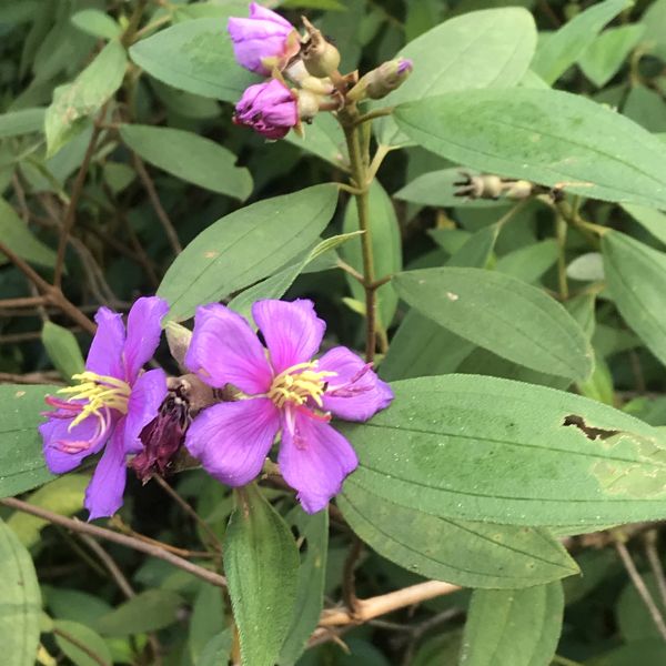 Tibouchina urvilleana | Princess flower | Glory Bush - Plant catalog