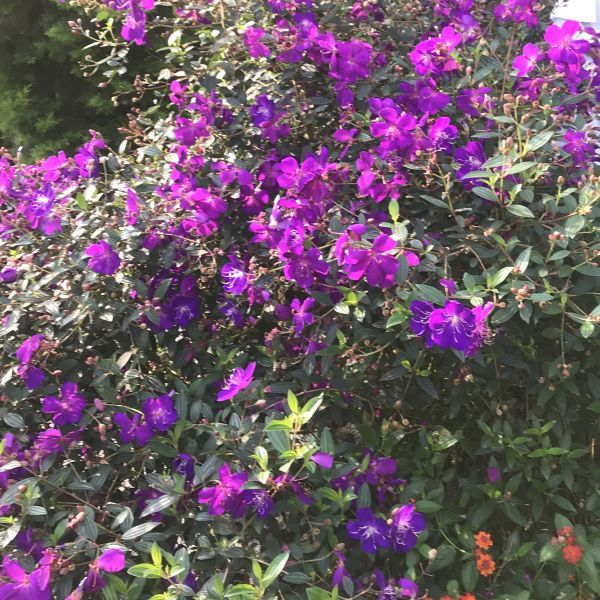Tibouchina urvilleana | Princess flower | Glory Bush - Plant catalog